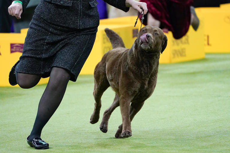 See adorable photos of dogs from 2026 Westminster Kennel Club Dog Show