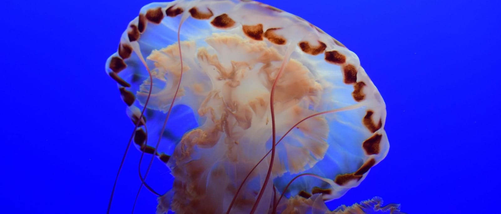 Rare bus-sized phantom jellyfish spotted on deep sea video off coast of ...