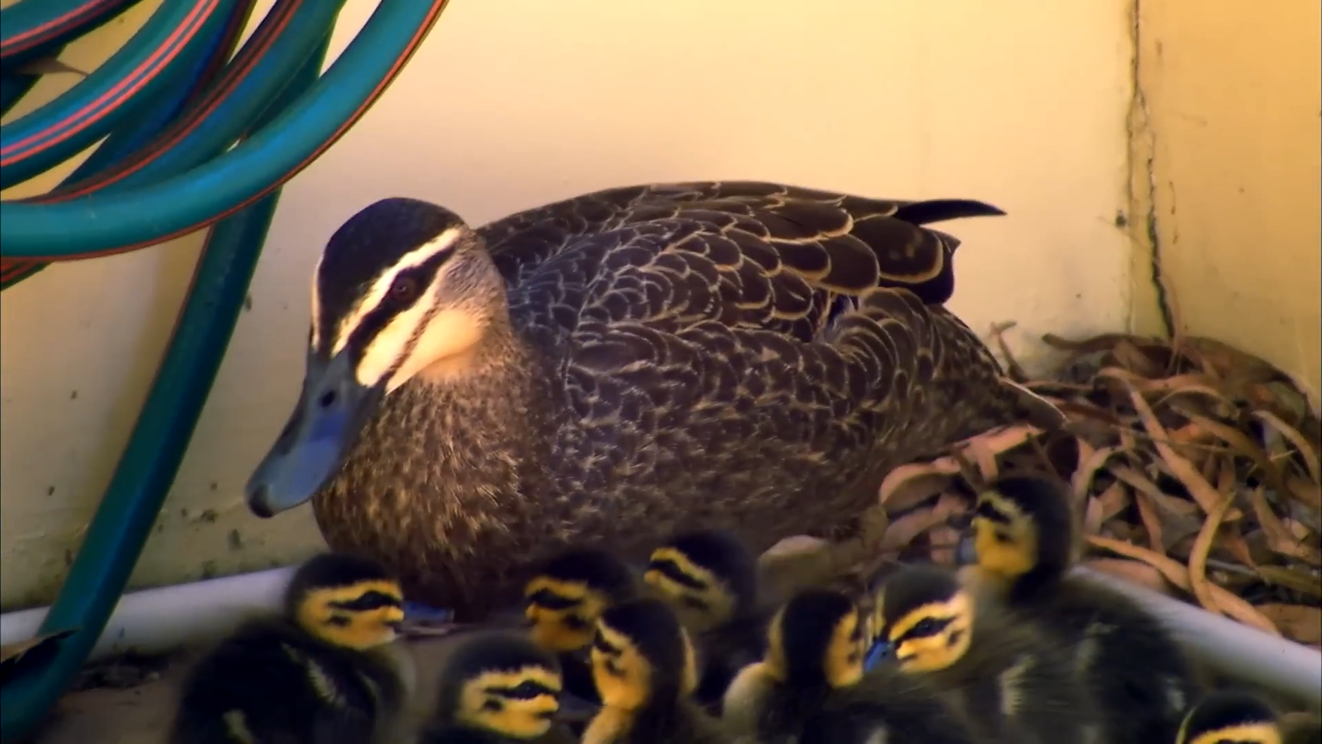 Starving ducklings stick together on a balcony – but hope finds them ...