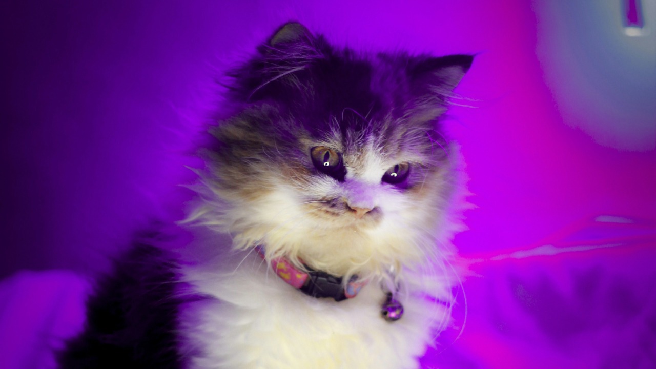 Physicists push thousands of atoms into a Schrödinger’s cat state in ...