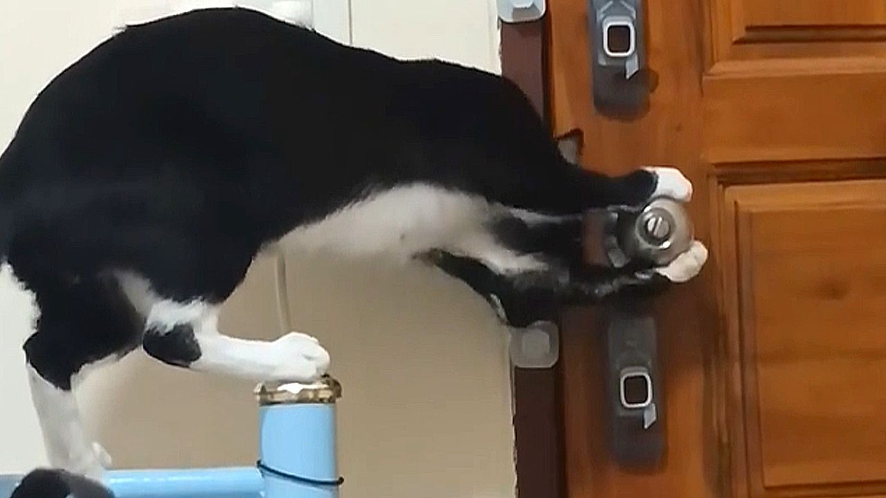 Incredibly cunning cat opens door with both its paws