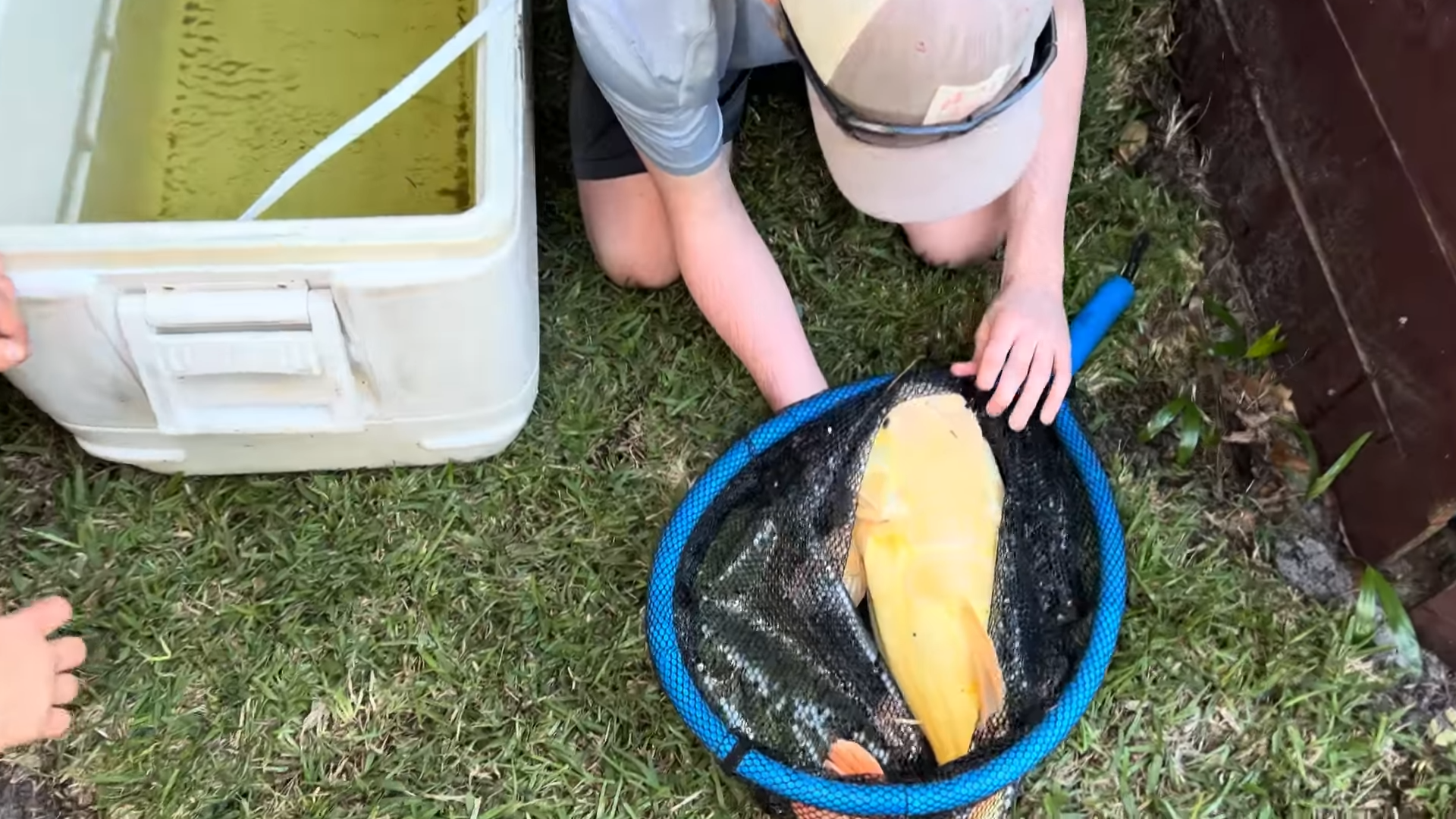 This fish was so valuable it had to go in the predator pond
