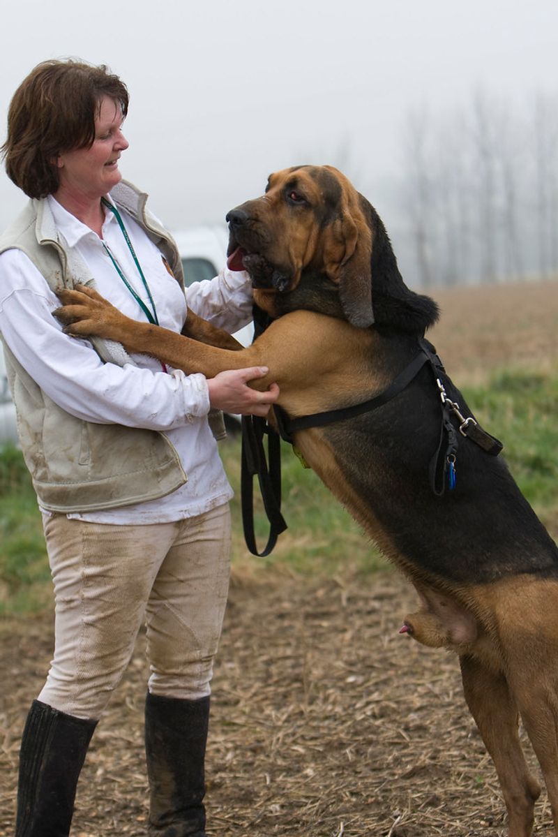 The 'dog keeps shaking its head' wave – 12 breeds mentioned in ear ...