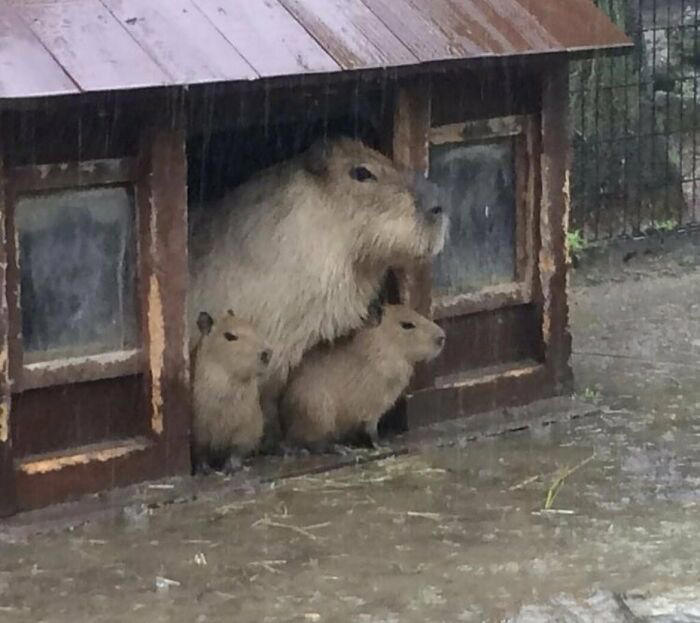 People who find comfort in rain share 39 pictures to explain why