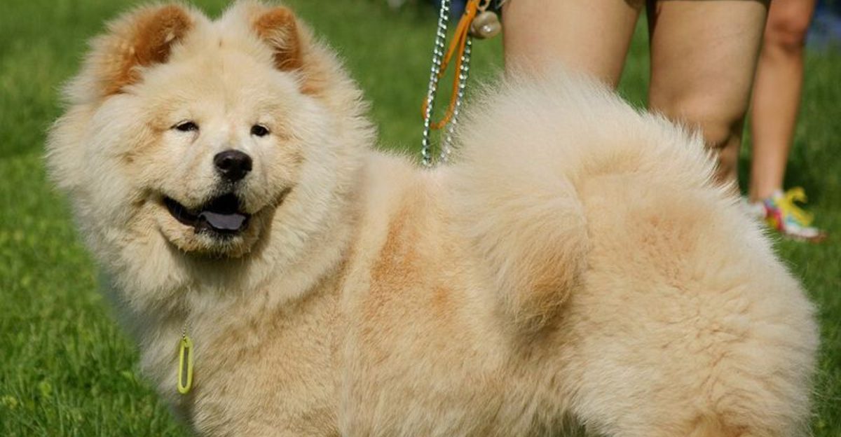 People are freaking out about silent dog stress – 12 breeds that shut ...