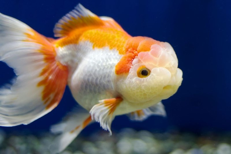 'I always talk to my fish after work': 36-year-old gets jealous that ...