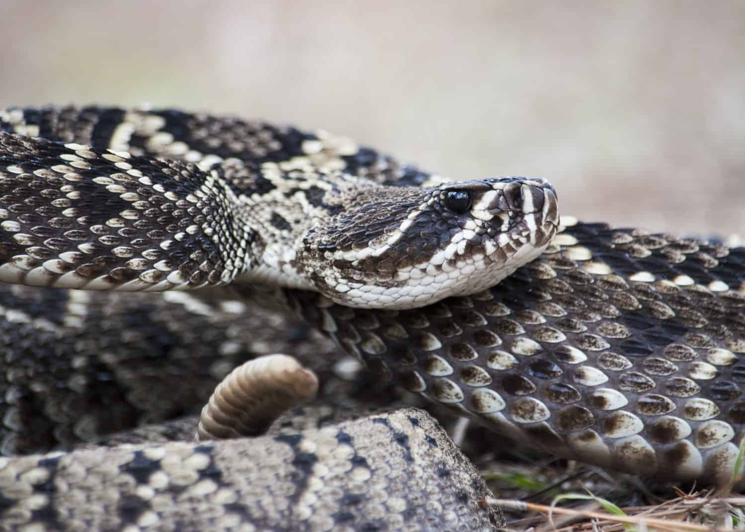 The venomous American snakes you don’t want to encounter