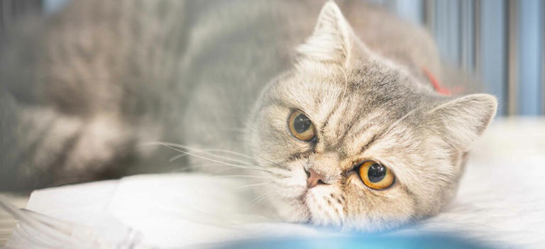 Gatto avvelenato: i sintomi e cosa fare immediatamente