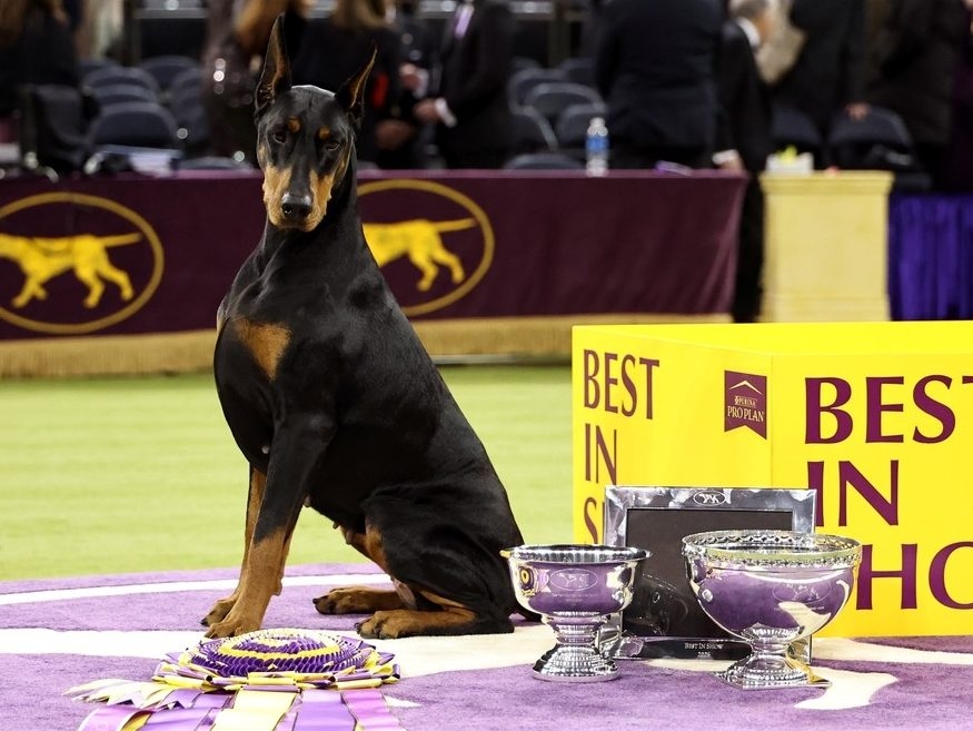 Canadian-born Penny the Doberman pinscher wins Westminster best in show
