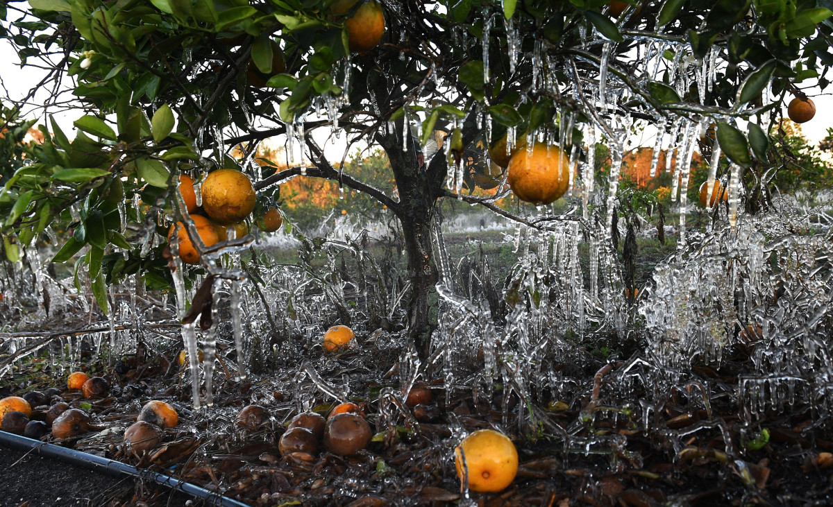 Florida's historic February freeze shatters 117-year records and ...