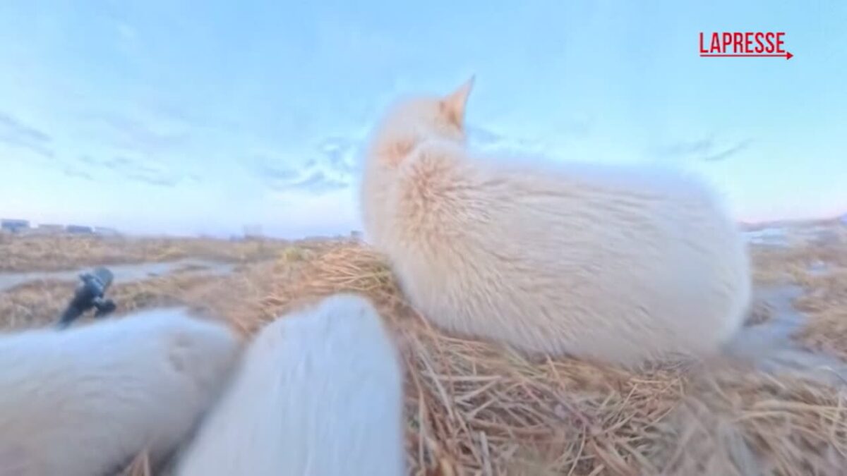 Groenlandia, cane ruba la fotocamera a un giornalista e si riprende ...