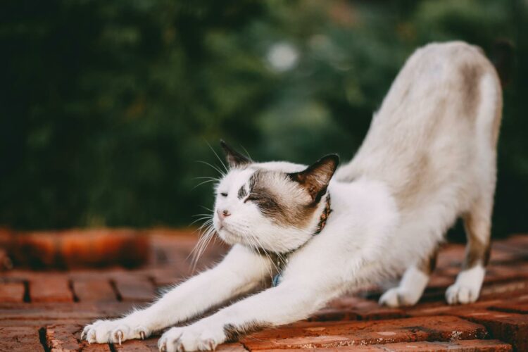 15 things people do that cats hate