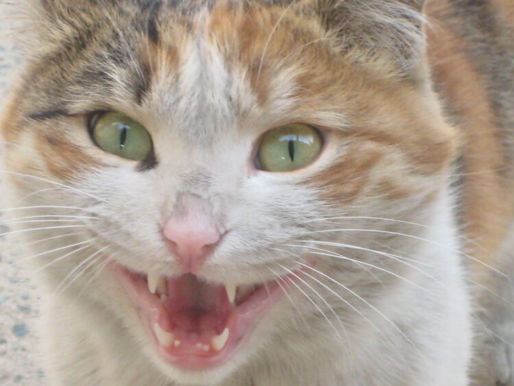 15 things people do that cats hate