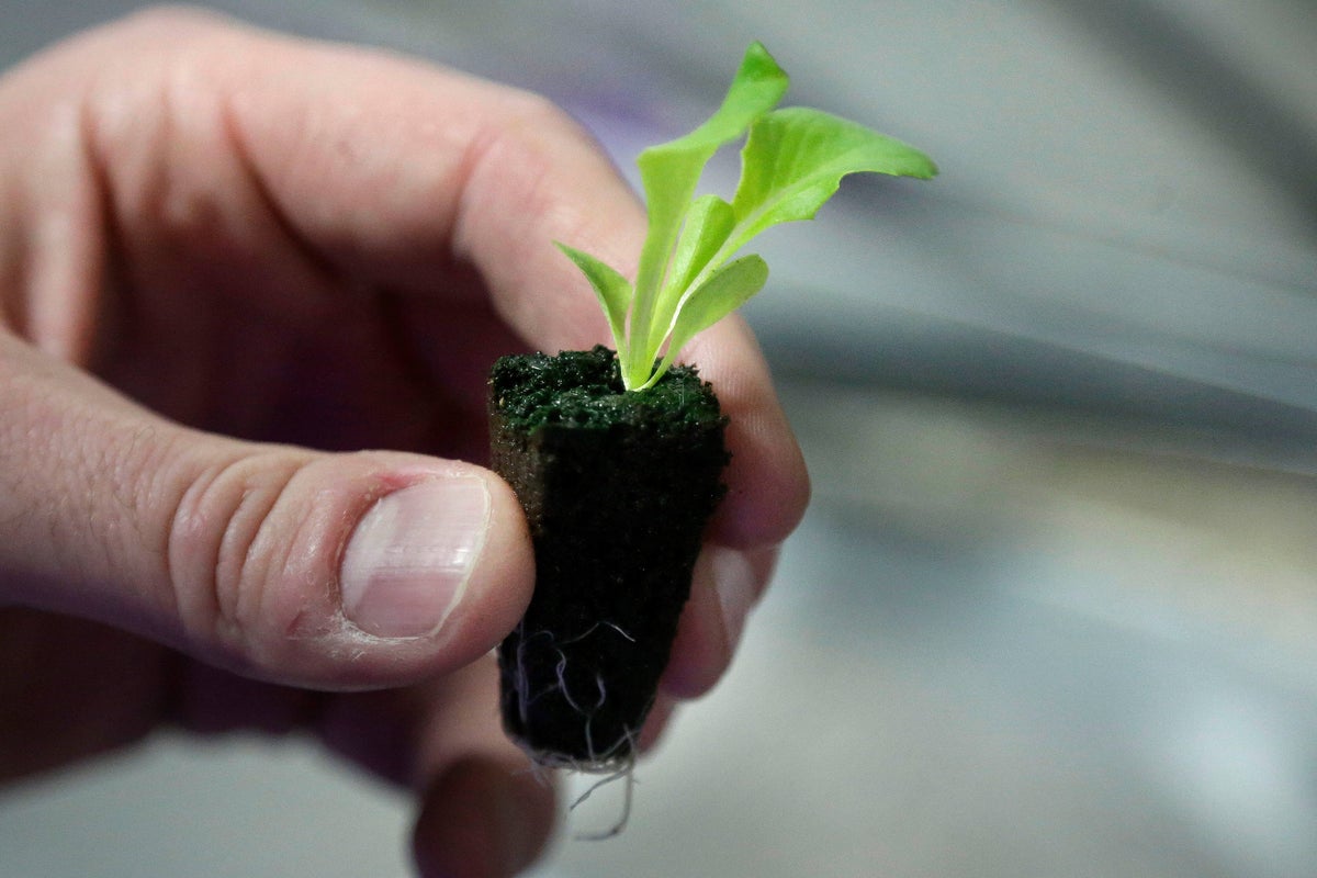 Backyard vegetable gardens are healthy for people and the planet. Here ...