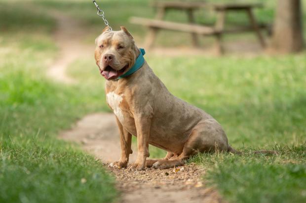 Swindon court case sparks debate about XL Bully dog breed