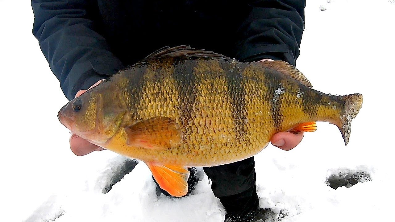 Record-breaking perch caught in latest fishing adventure