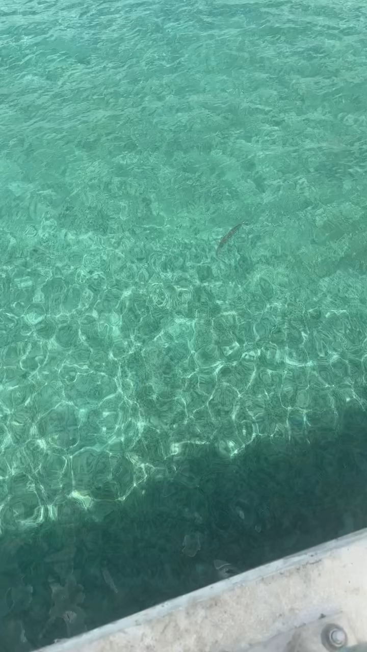 Guess that fish
