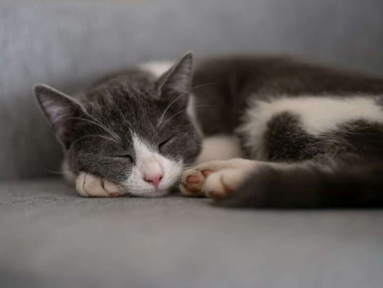 15 things people do that cats hate