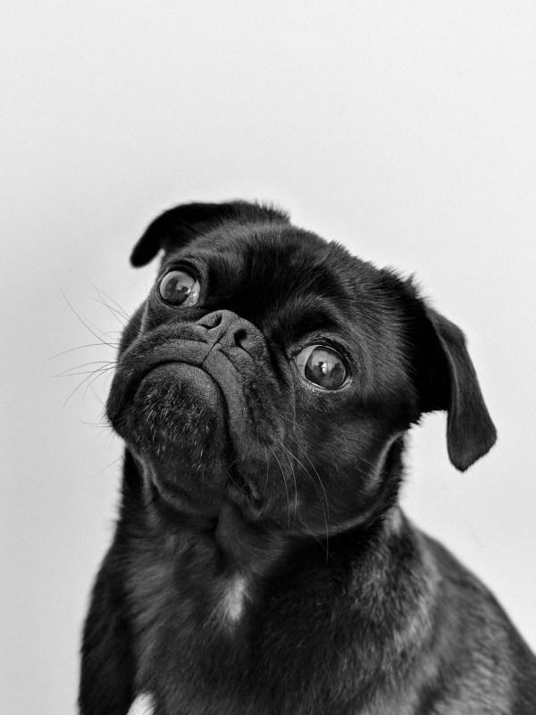 Little black pug looks just like a seal and it's too cute for words