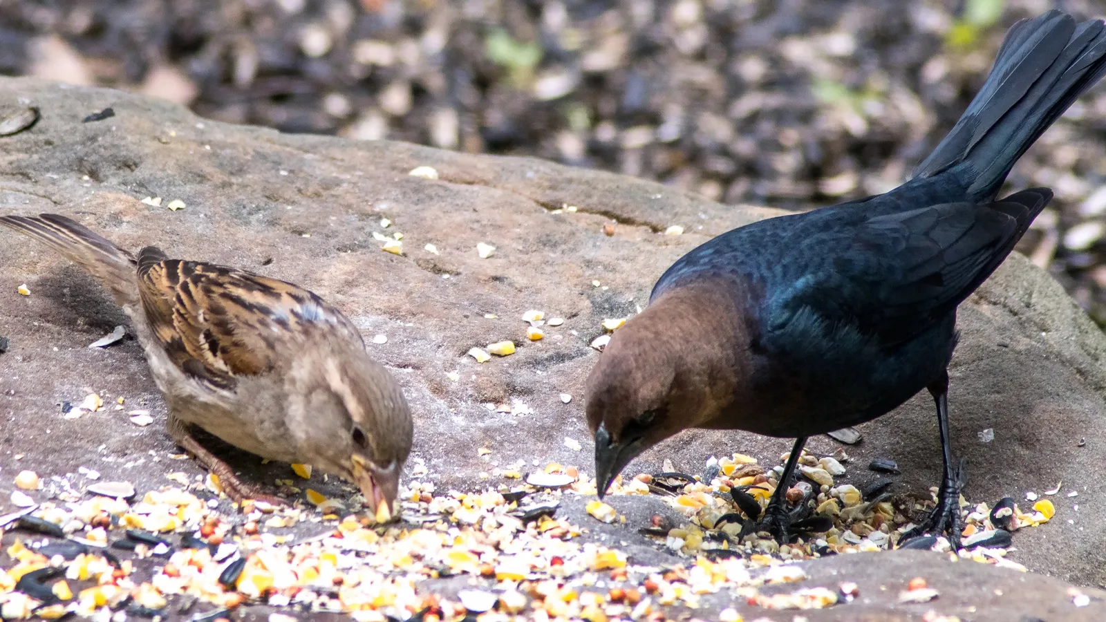 How to keep pesky birds off your porch without hurting them