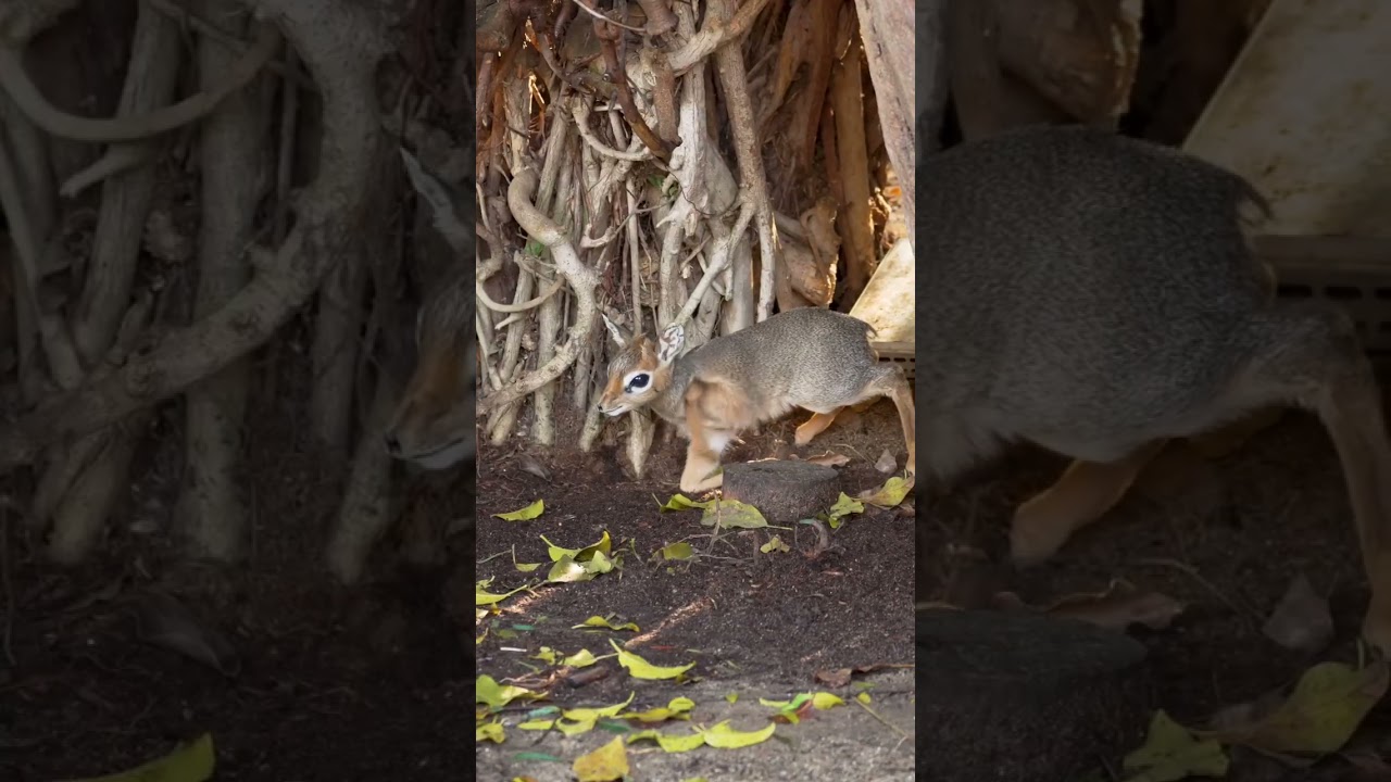 Observe an adorable male dik-dik calf rest peacefully
