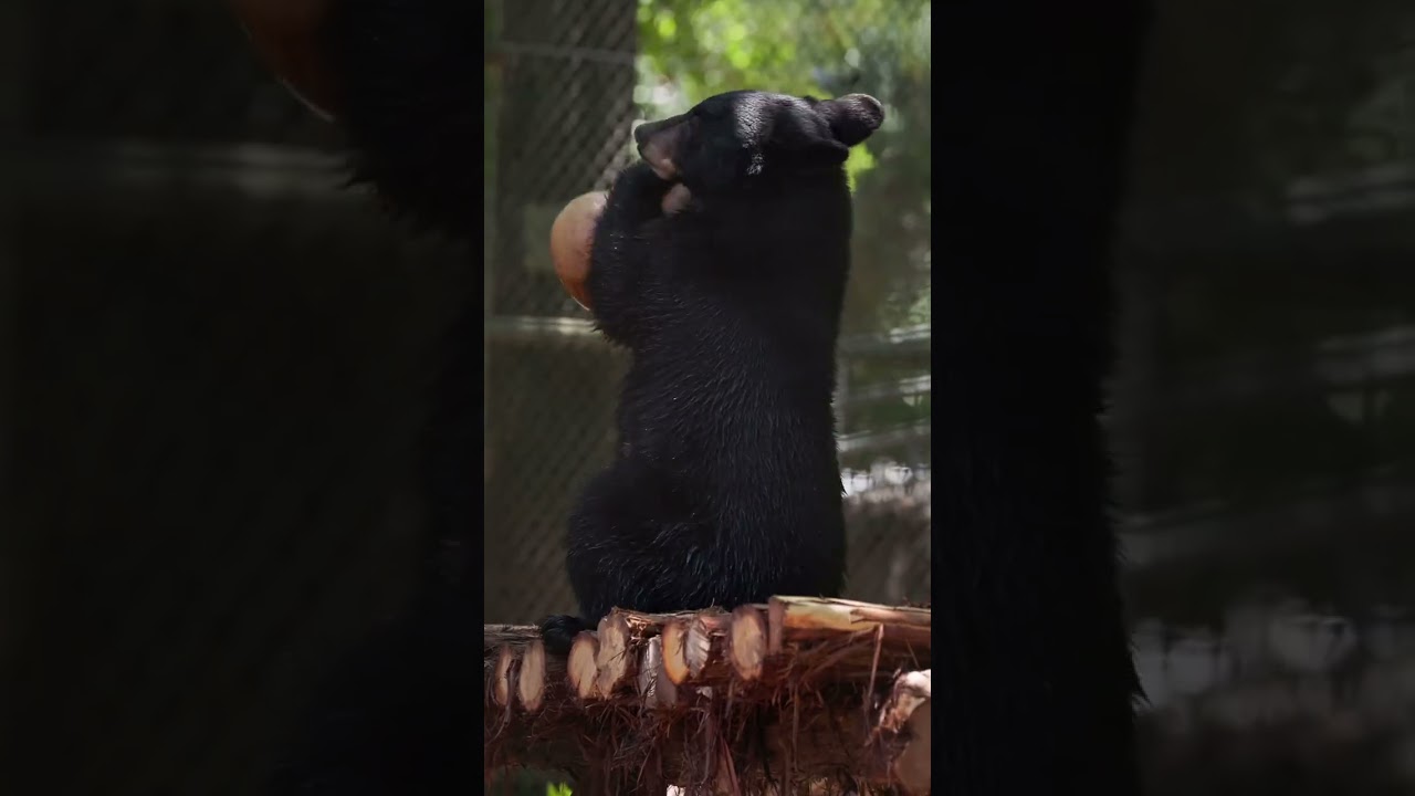 Watch an energetic little bear play with a fun toy