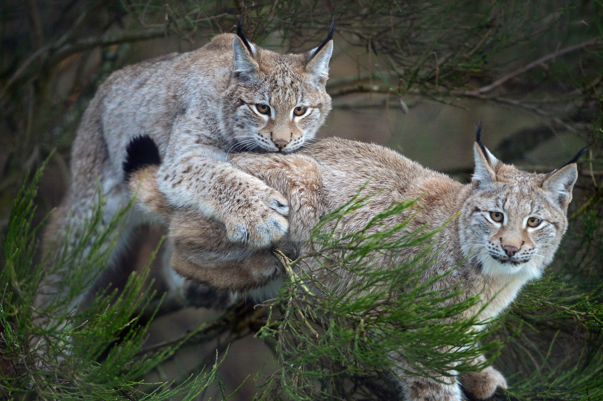 Tufts and teeth: fascinating facts about the lynx