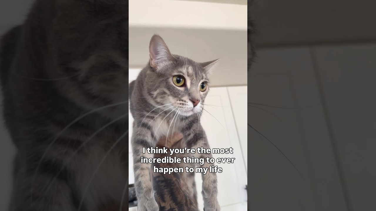 Cat sends a heartwarming message