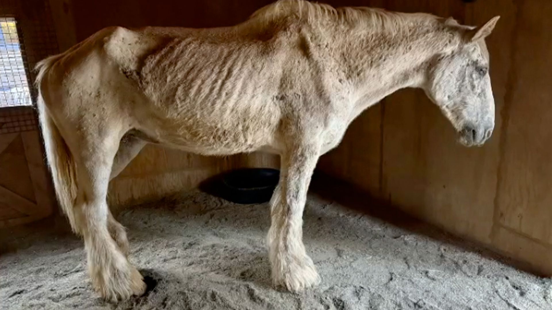 Emaciated horse meets a horse who just wants to love on her