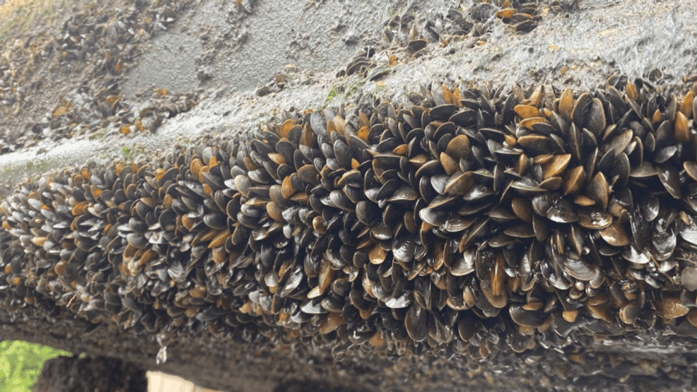 Cash prizes offered for innovations to stop invasive mussels spread in ...