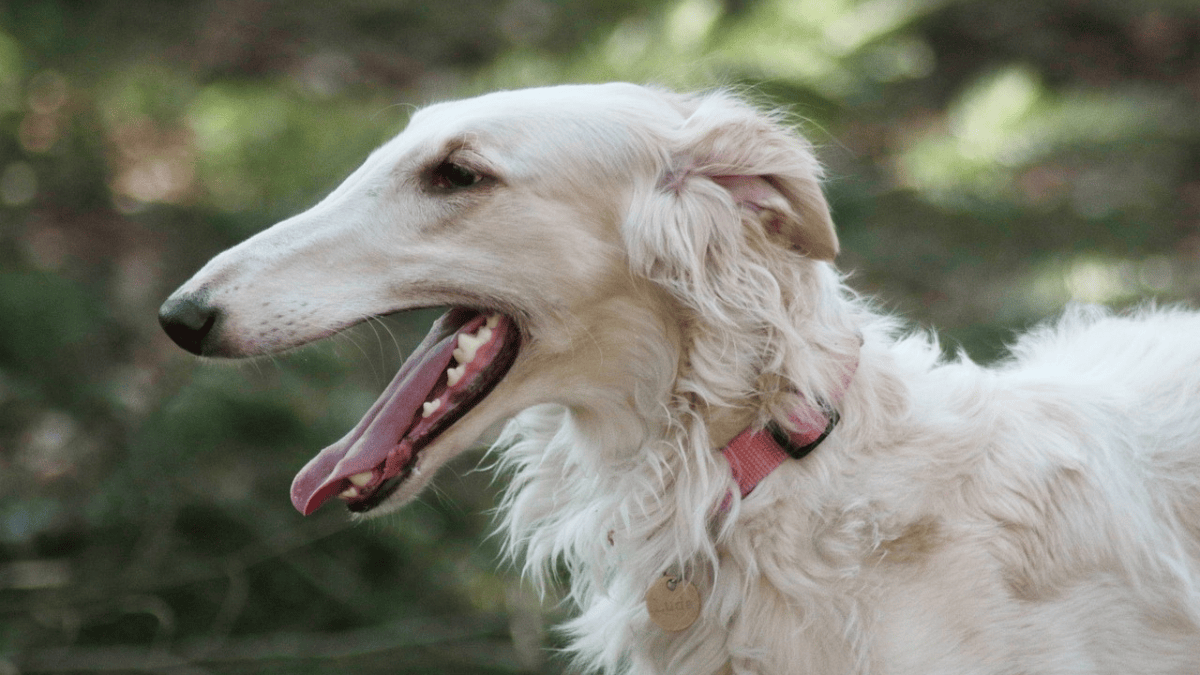 10 dog breeds that don't live glued to their owners (and why)