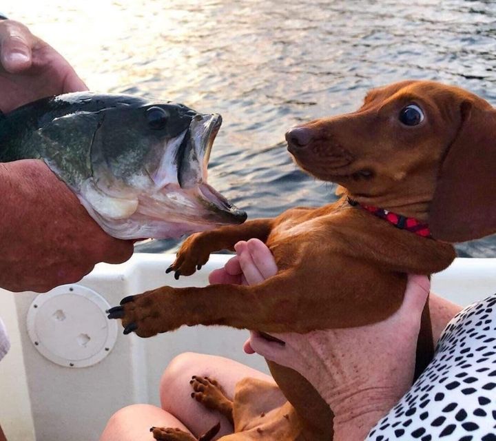 When pets completely lose it around other animals