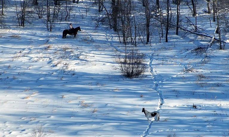 Thermal drone helps reunite Manitoba owners with runaway horse after ...