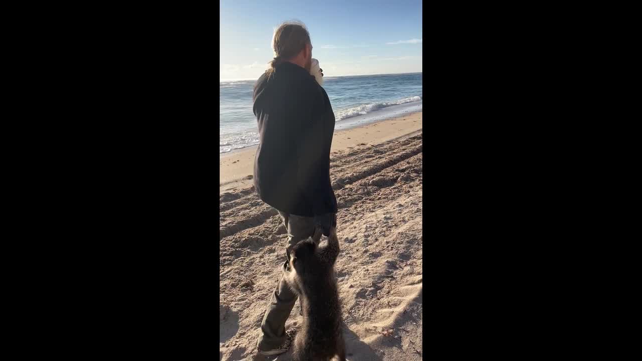 Rescued raccoon walks beach on coldest day in 16 years, showcasing ...
