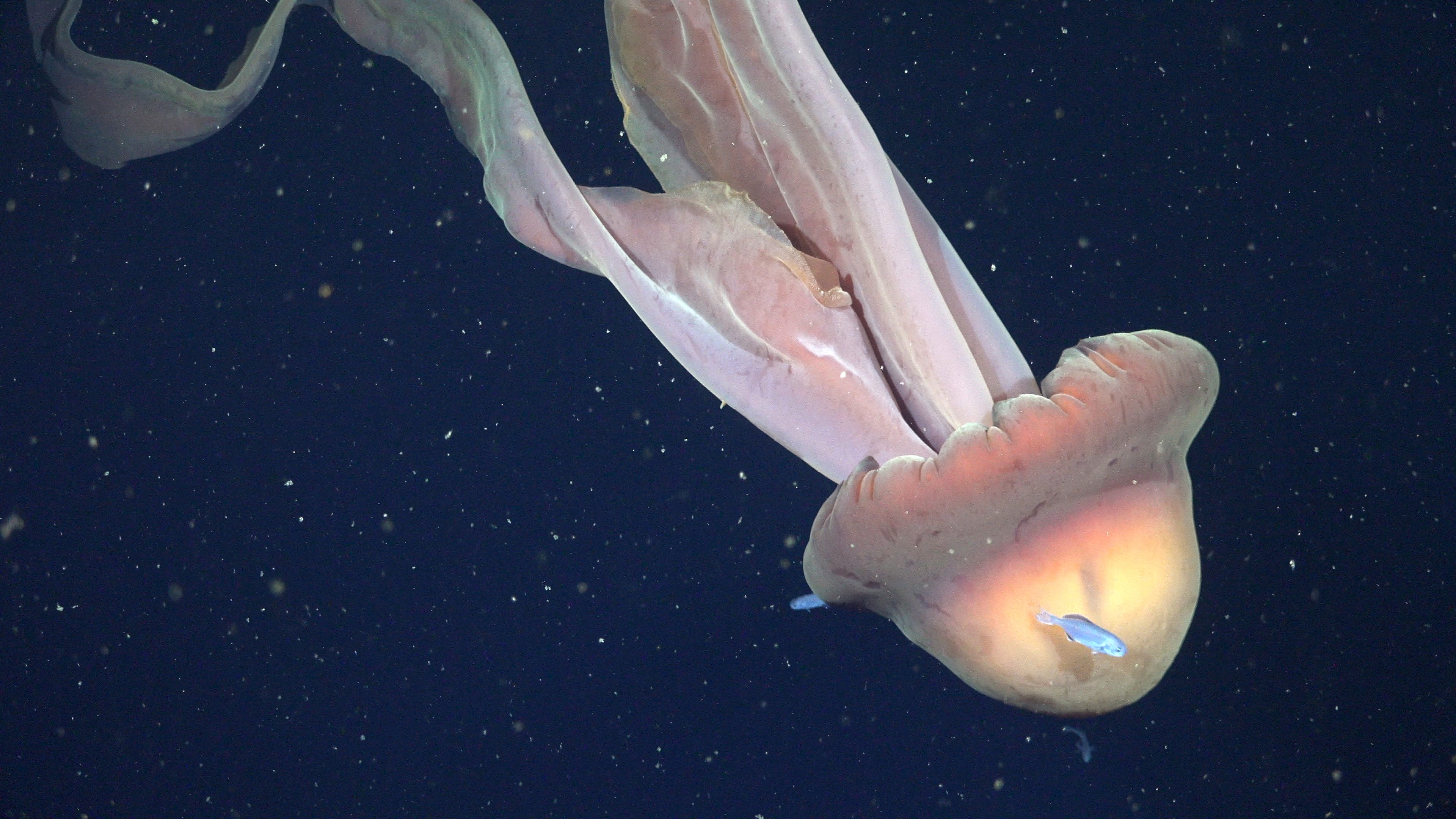 Rare bus-sized phantom jellyfish caught on camera. See video