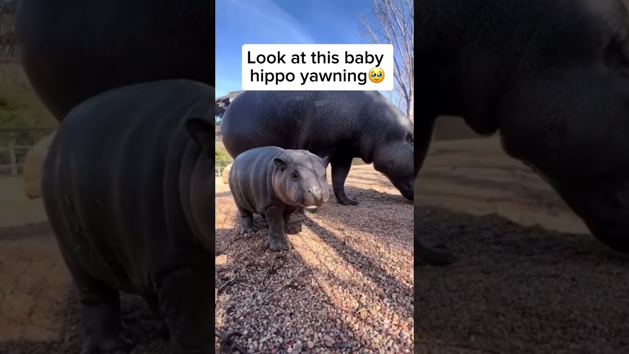 See a baby hippo yawn in the cutest way possible