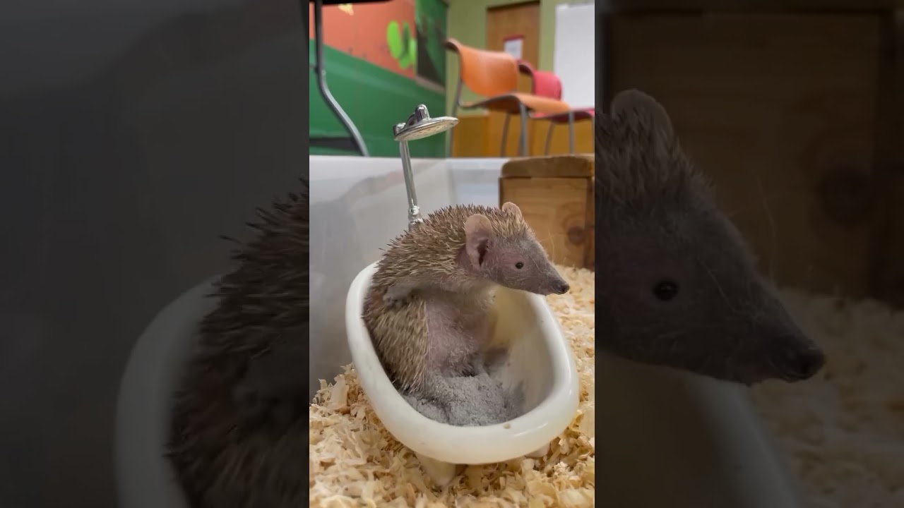 Cute tenrecs take a dusty bath to stay very clean