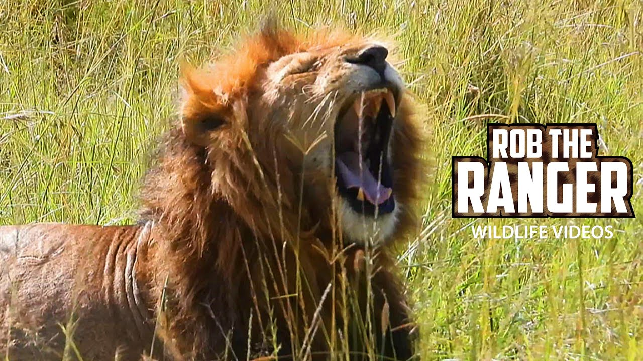 Bila-Shaka male lions join Paradise lion pride hunting grounds