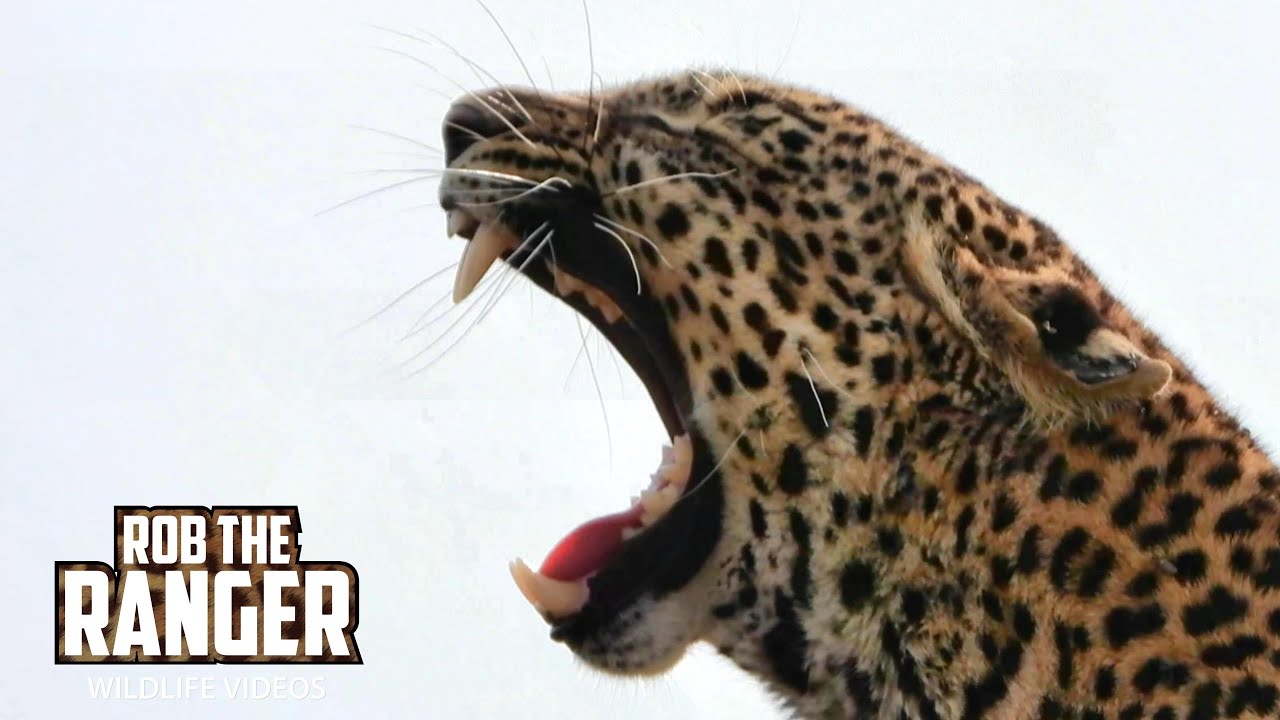 Witness Jilime, the female leopard, on safari in the Maasai Mara