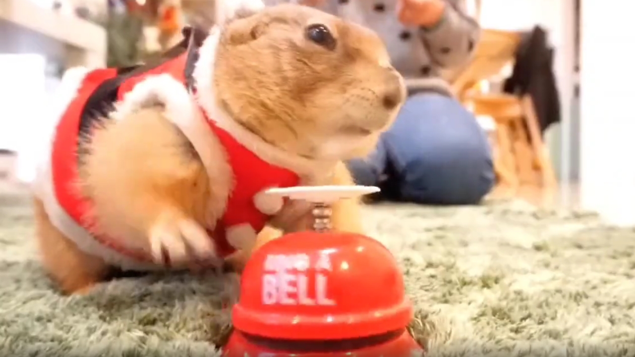 Cute and intelligent rodent trained to ring a bell and get treats from ...