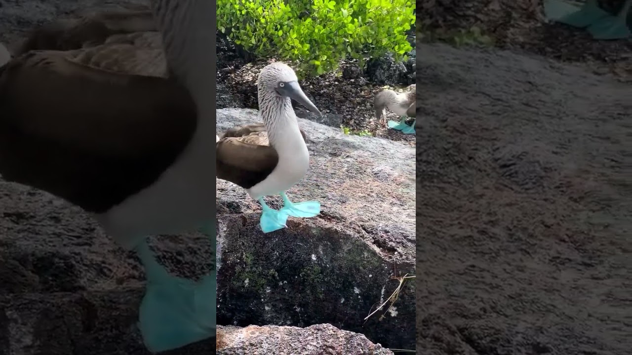 Watch a rare blue footed booby show off their bright feet
