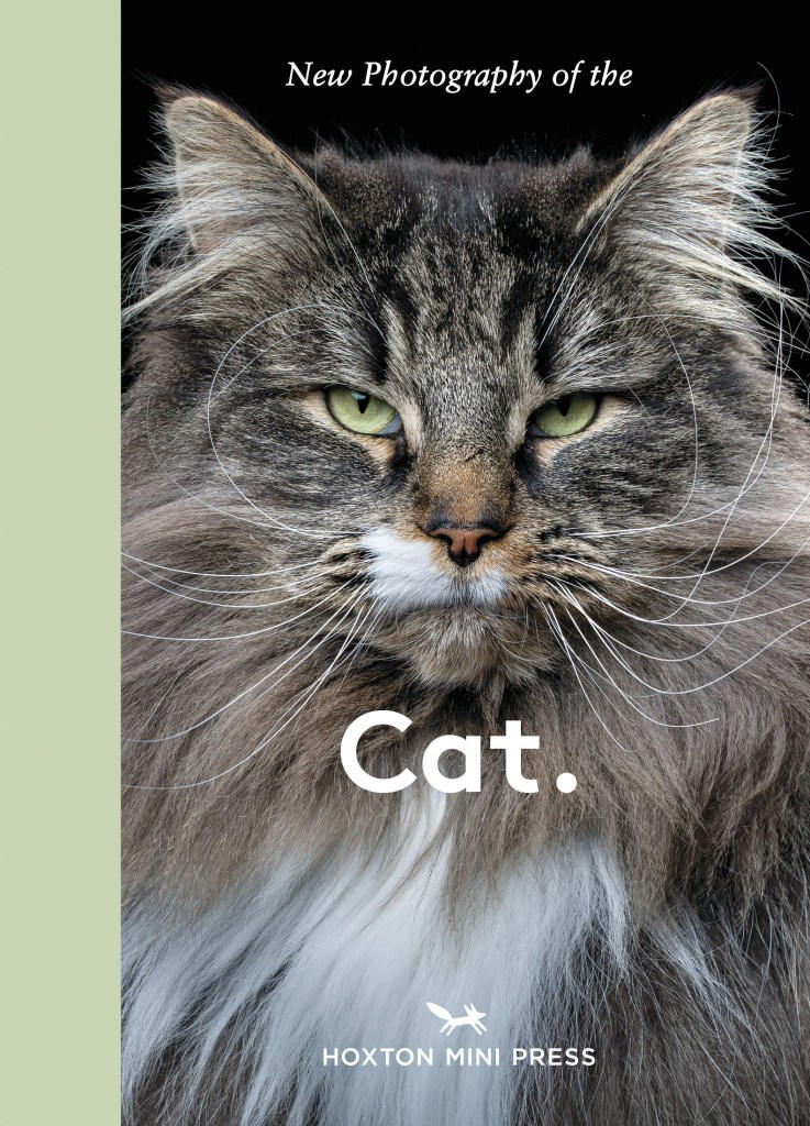 Here are the absolute best cat photos you’ll see on the internet today