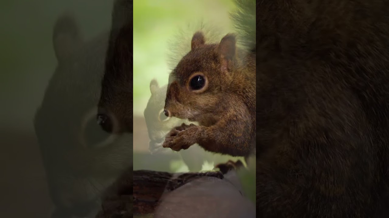 Watch a beautiful squirrel enjoy its peaceful feeding moment