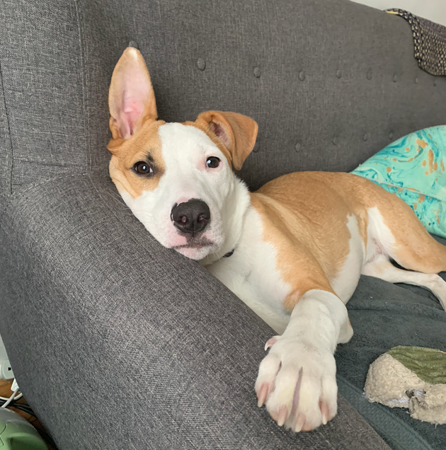 Love petting your dog? There's something you should know — and we hope ...
