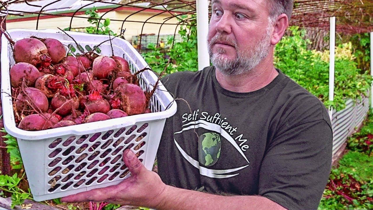 5 expert beetroot growing tips for a bumper harvest | Self Sufficient Me