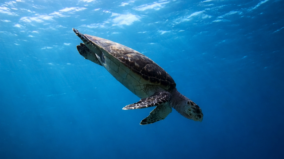 Tortuga marina deslizándose en aguas cristalinas