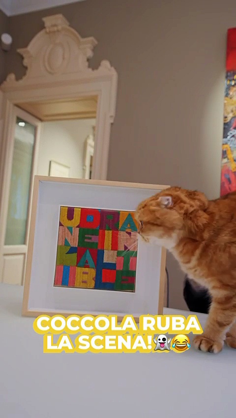 Coccola, la gattina "gallerista" di 4 anni di razza Scottish Fold