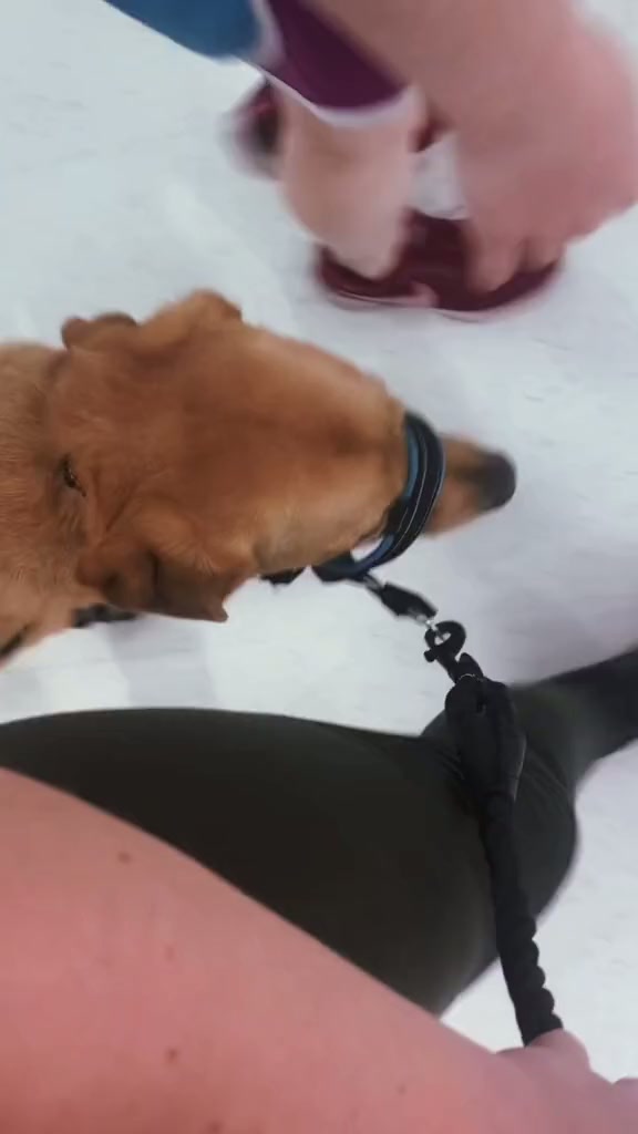 Why you should not talk to my service dog in boots