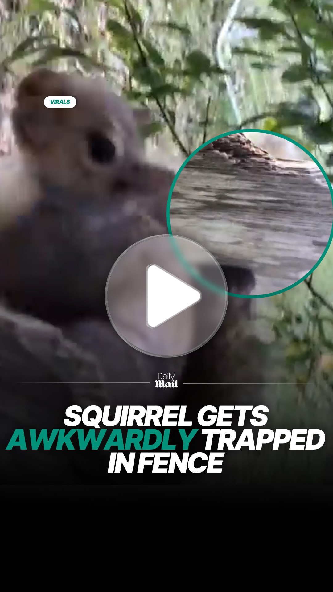 Squirrel gets stuck in fence during awkward escape attempt