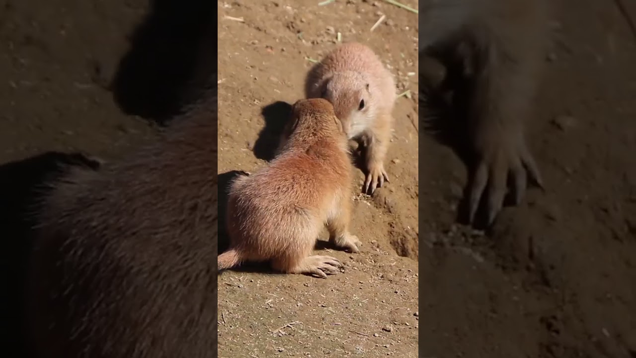 Watch cute baby prairie dogs pop out of their burrow